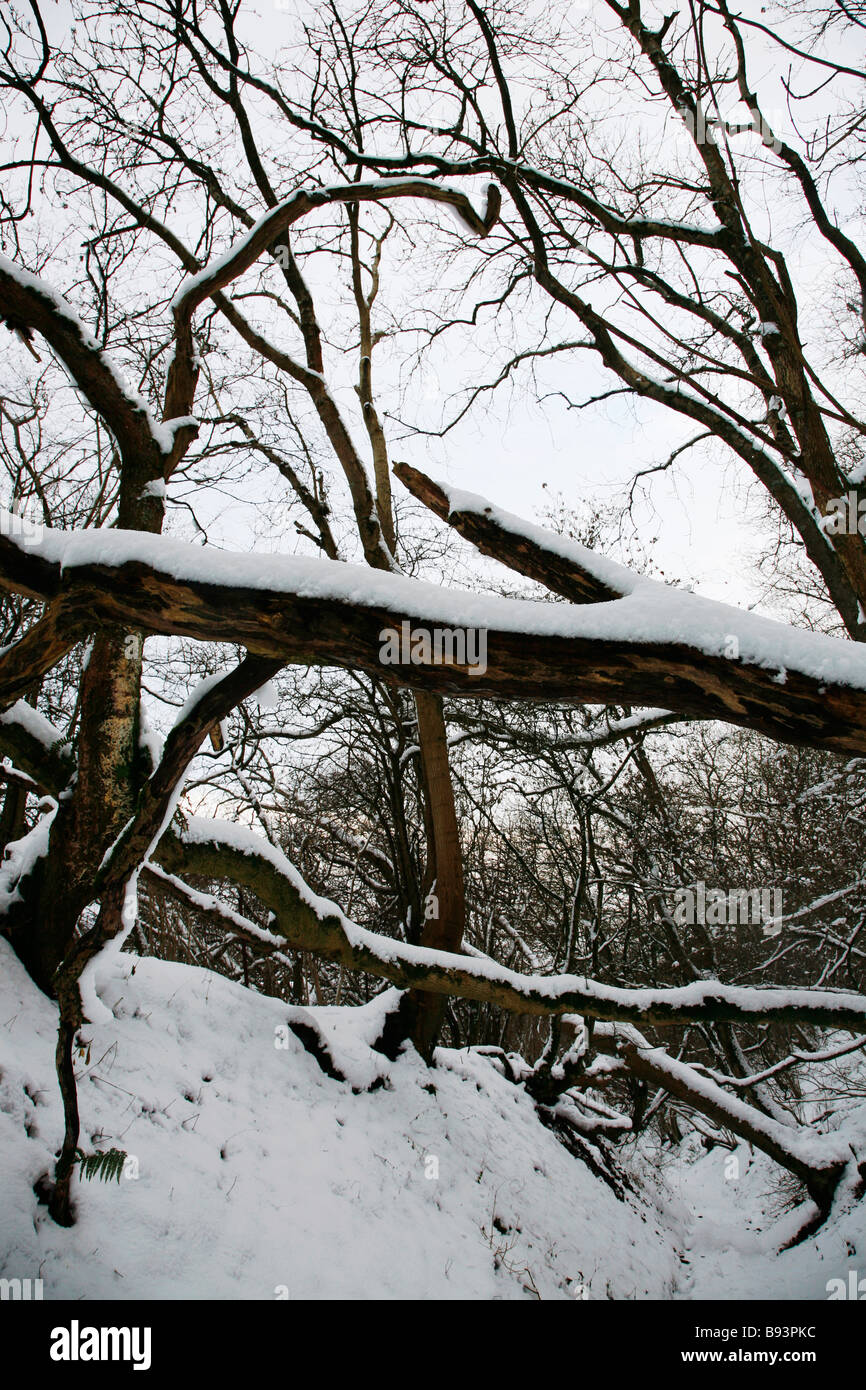 Snow laden trees over a woodland path near the Dorset village of ...