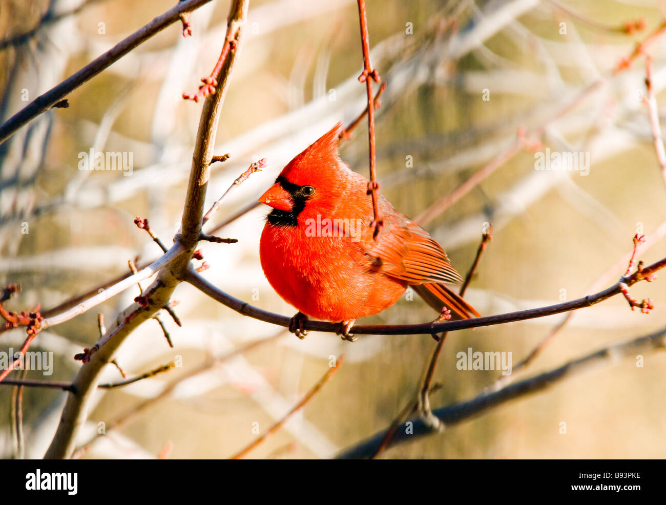 Fat Male Cardinal Stock Photo - Alamy