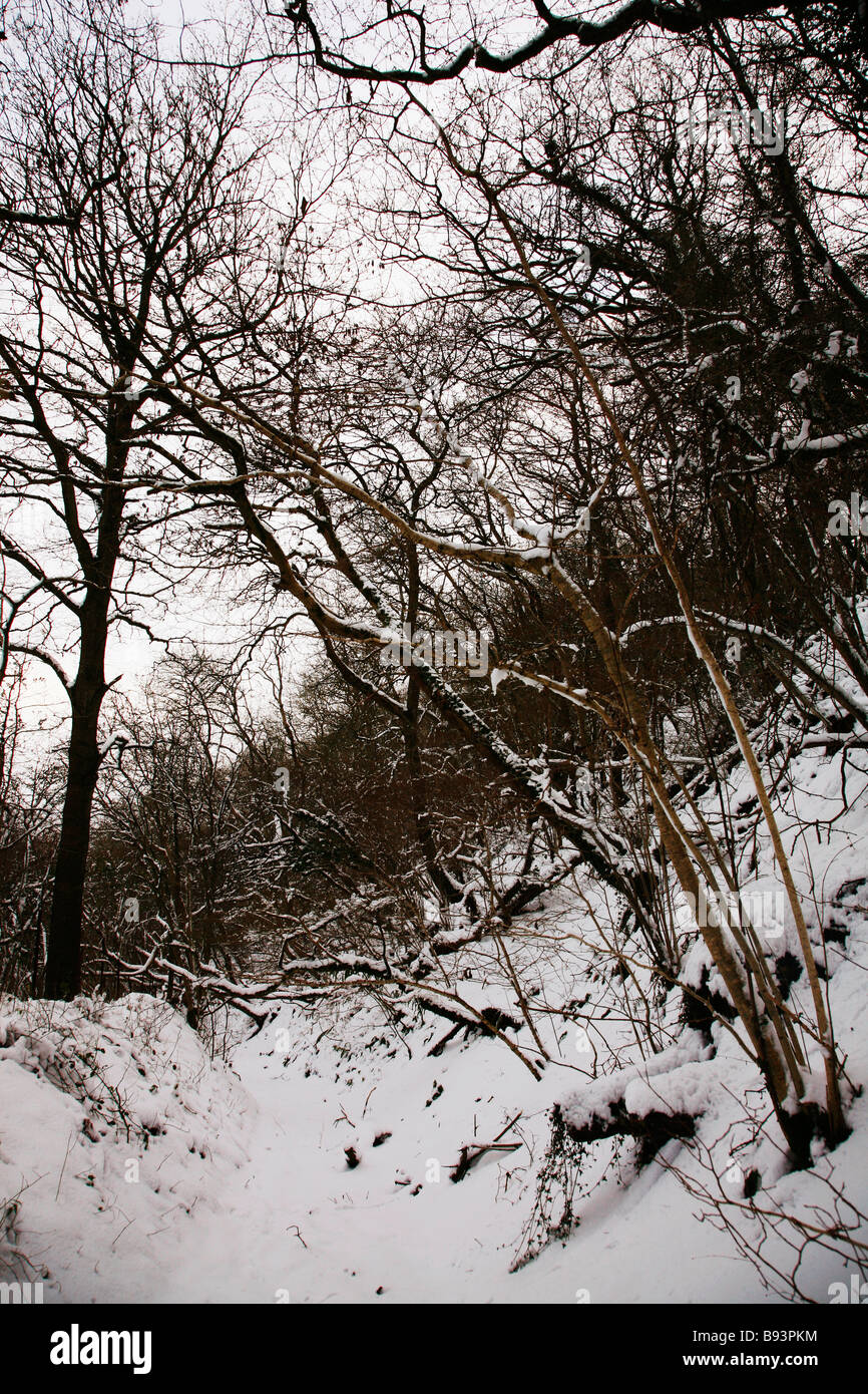 Snow laden trees over a woodland path near the Dorset village of ...