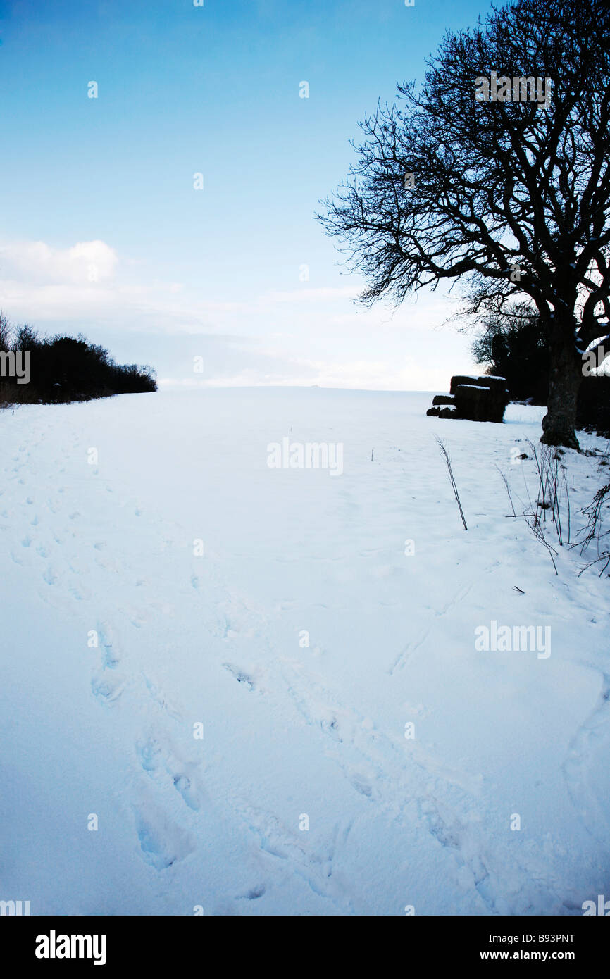 Footprints in a snow covered field near the Dorset village of Batcombe ...