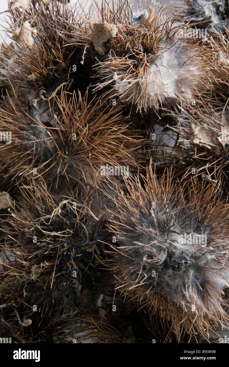Tree seeds hi-res stock photography and images - Alamy