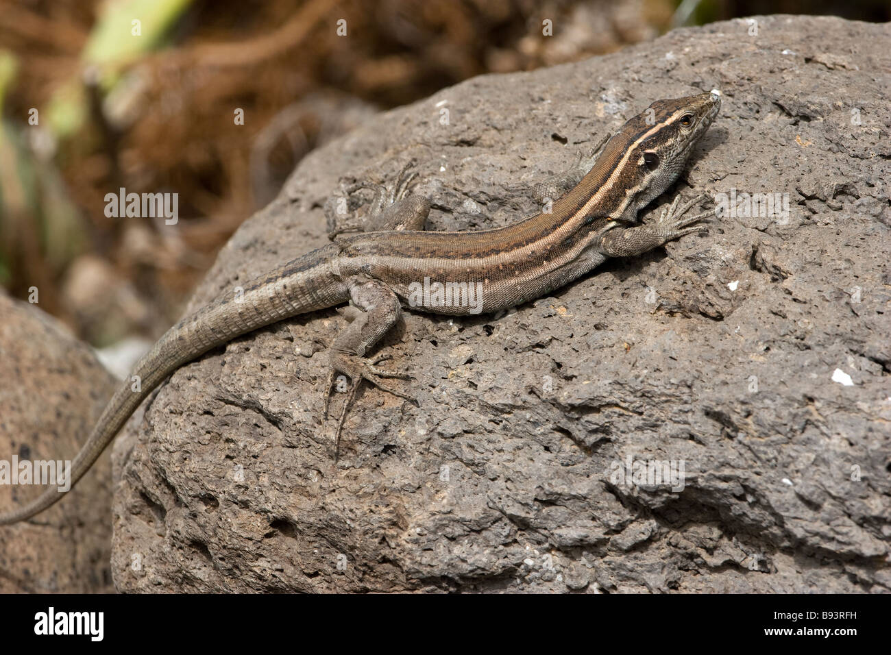 Boettger's Lizard Gomerian Lizard Gallotia caesaris Stock Photo - Alamy