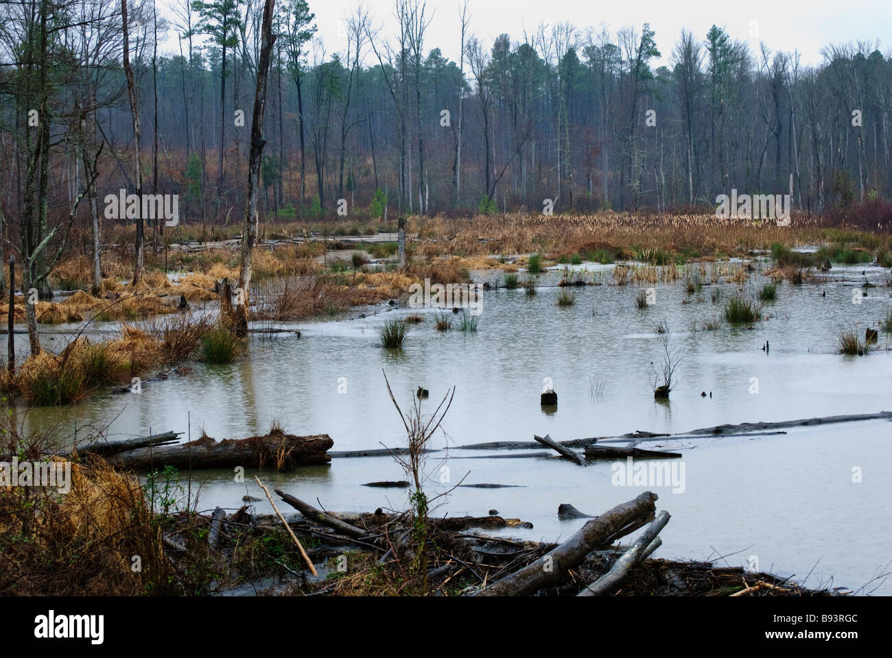 Flooded swamp hi-res stock photography and images - Alamy
