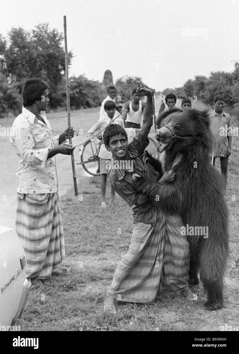 A trained bear performing Stock Photo - Alamy