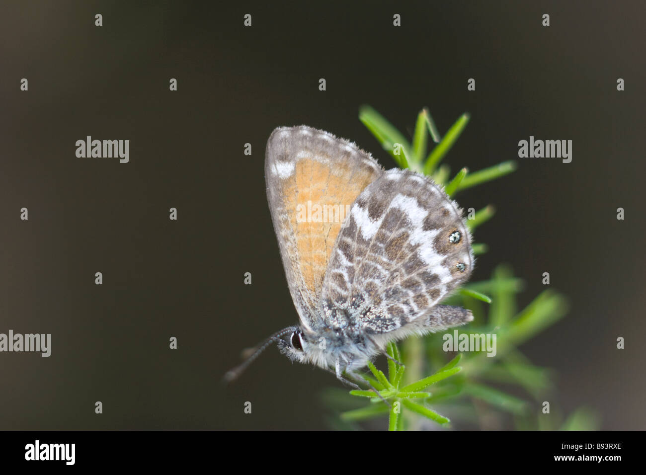 Canary Blue Cyclyrius webbianus Stock Photo - Alamy