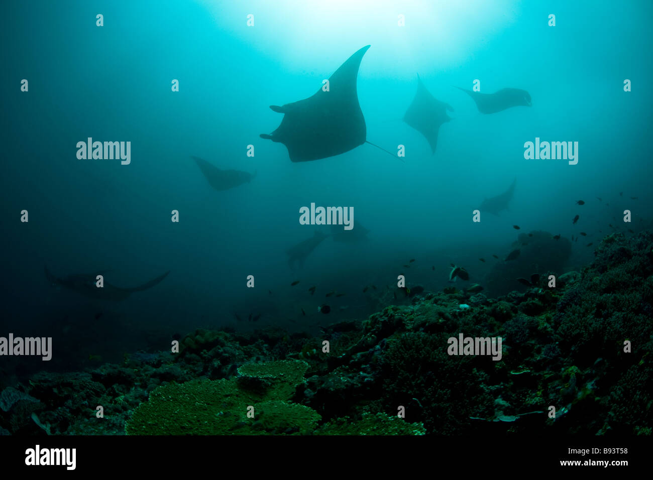 Manta rays group hi-res stock photography and images - Alamy