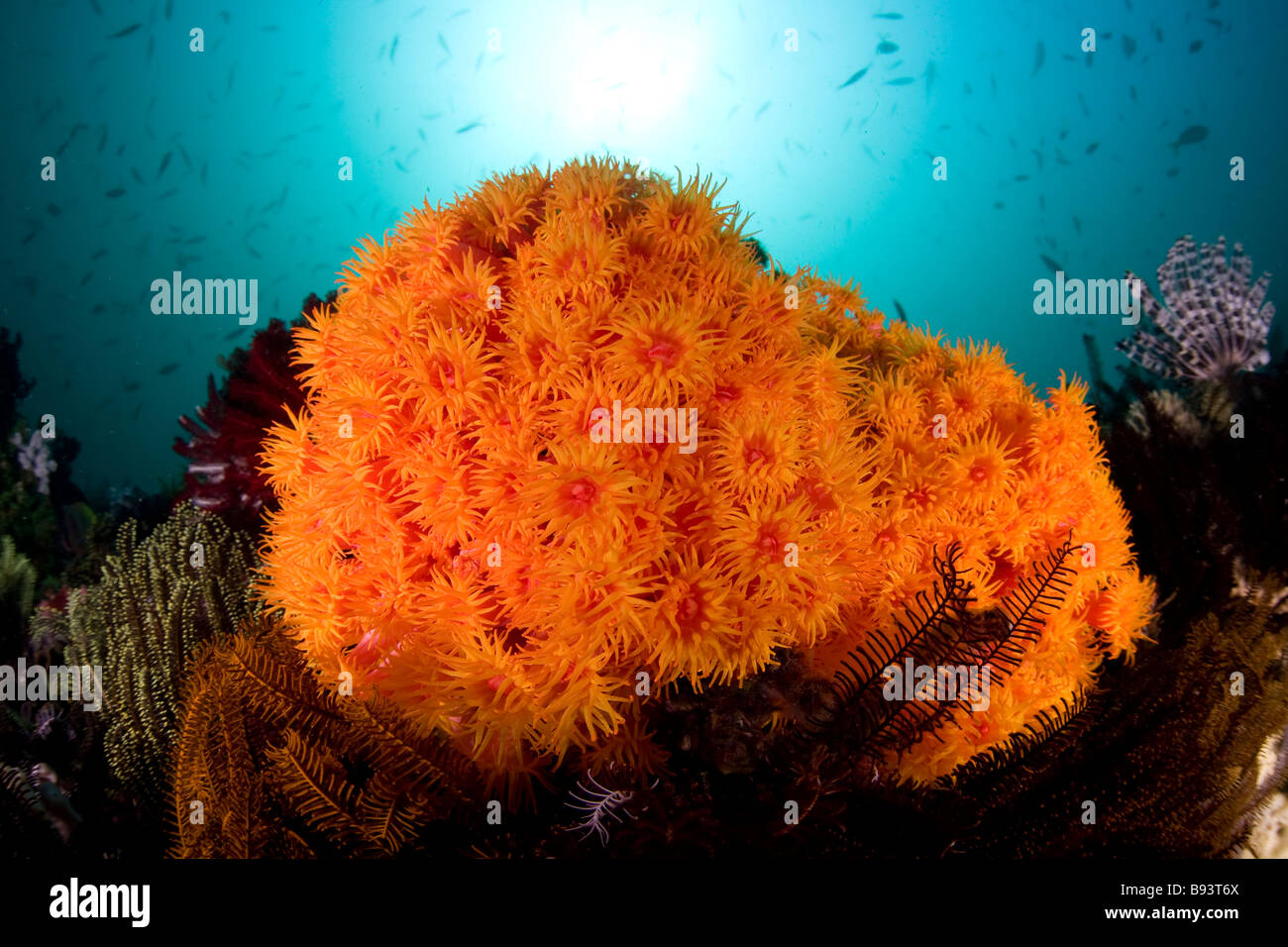 Colony of Cup Corals Tubastrea spec Komodo Indonesia Stock Photo - Alamy