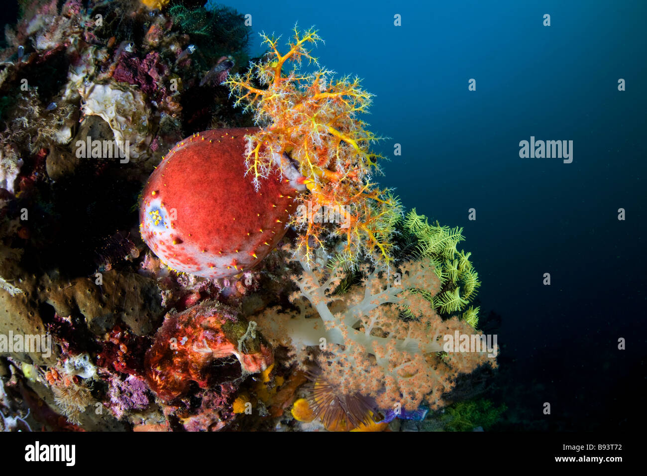 Banda tricolor hi-res stock photography and images - Alamy