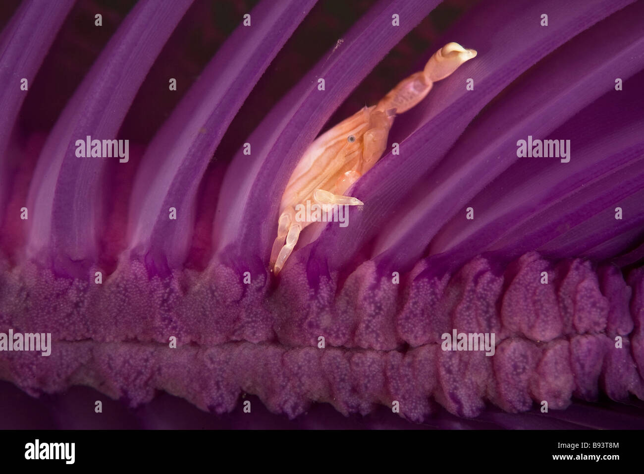 Purple sea pen hi-res stock photography and images - Alamy