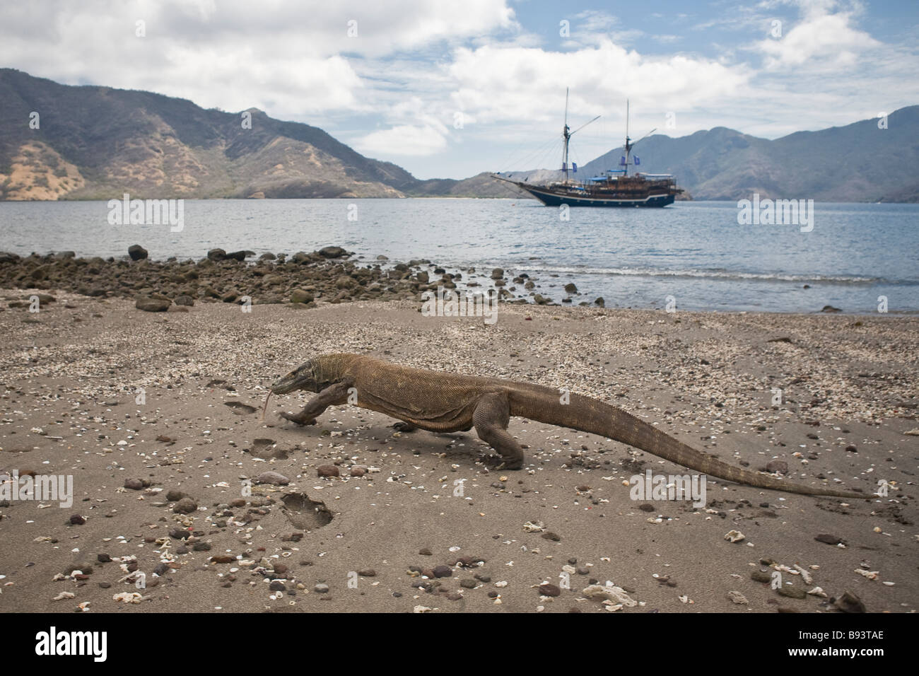 Komodo Dragon at Beach Varanus komodoensis Komodo Indonesia Stock Photo ...
