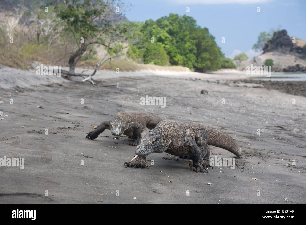 Komodo dragon beach hi-res stock photography and images - Alamy