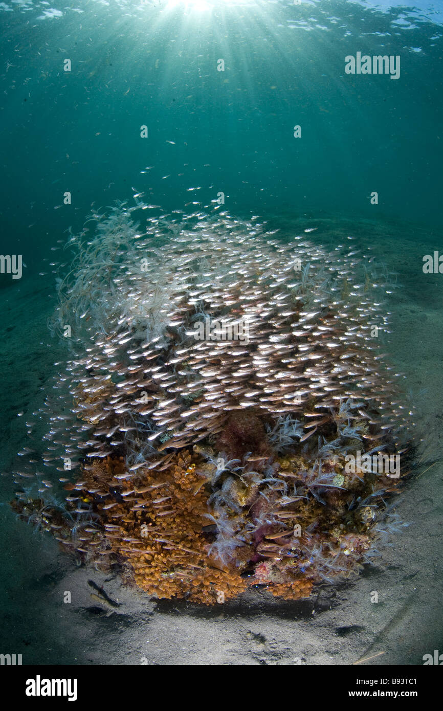 School of Cardinalfish over Coral Bommie Rhabdamia spec Komodo ...