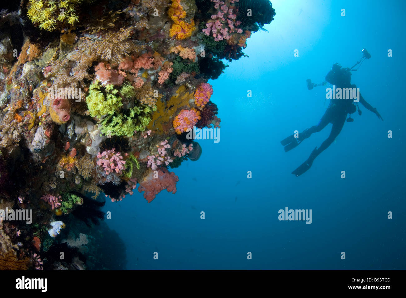 Indian wildlife photographer hi-res stock photography and images - Alamy