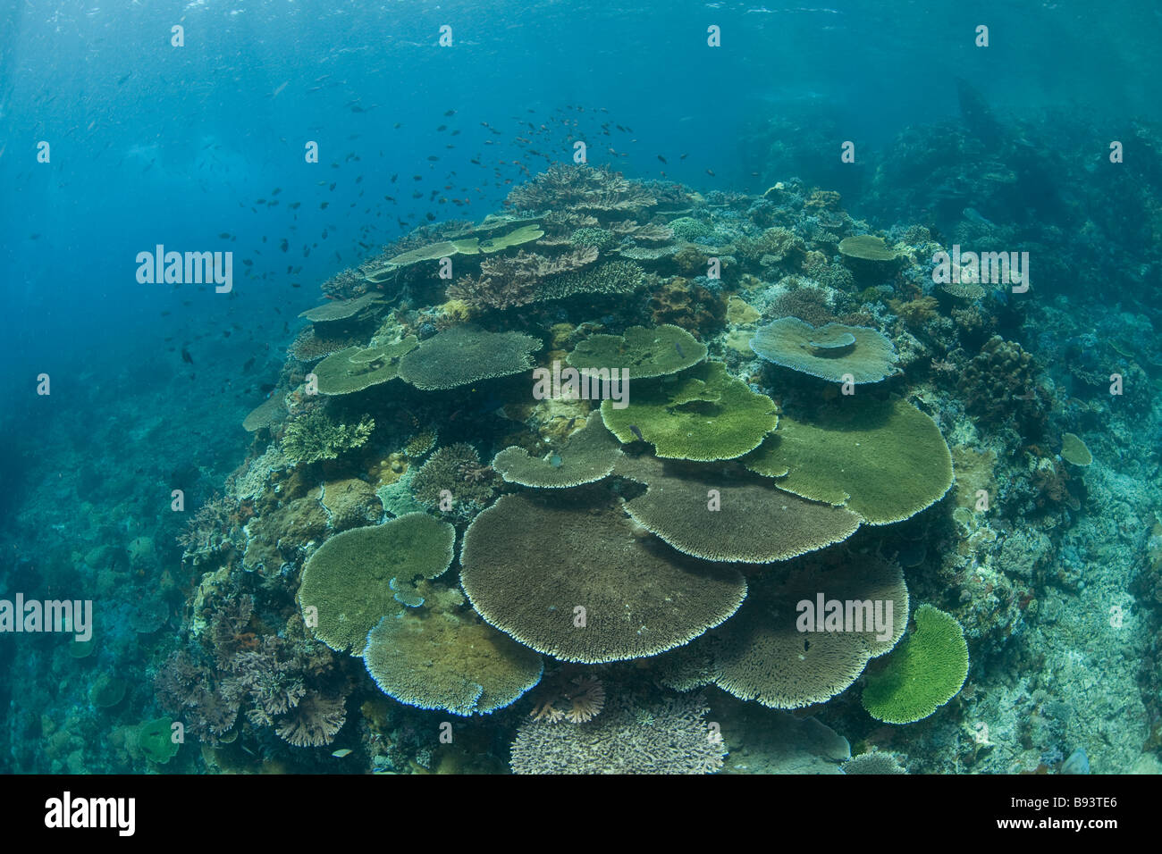 Reef of Table Corals Acropora Komodo Indonesia Stock Photo - Alamy