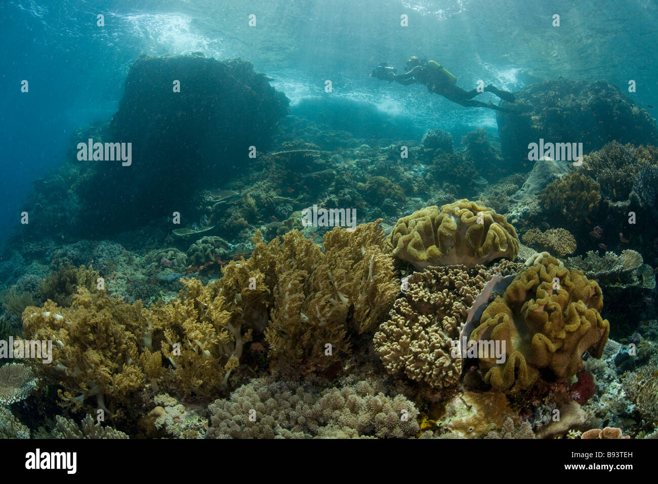 Snorkeler swimming in shallow hi-res stock photography and images - Alamy