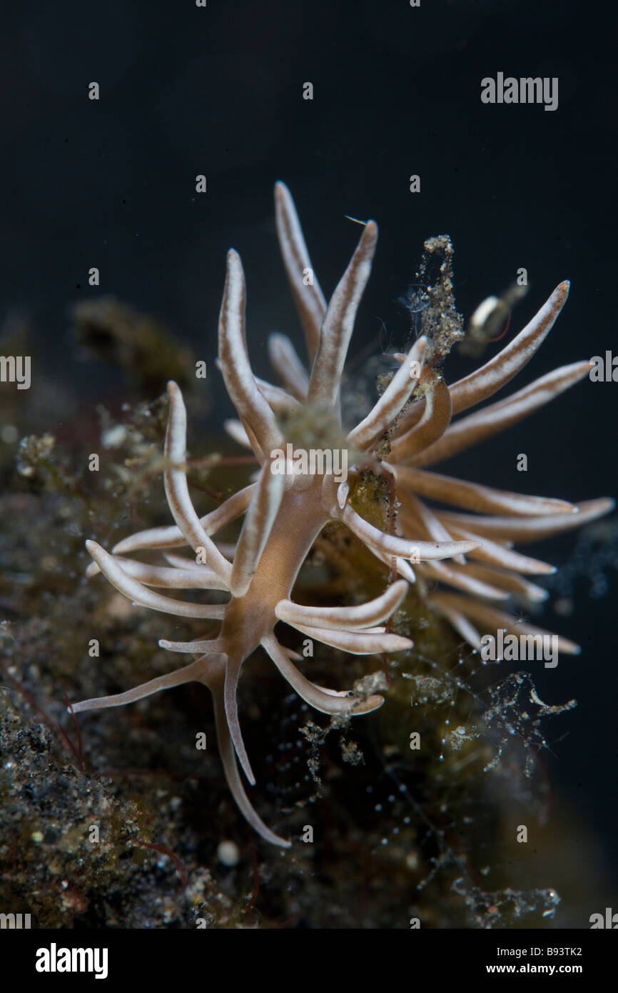 Brown Nudibranch Phyllodesmium briareus Komodo Indonesia Stock Photo ...