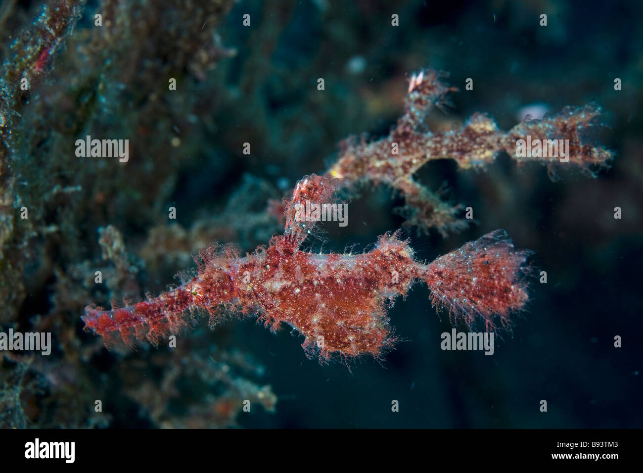 Lesser Pipefish High Resolution Stock Photography and Images - Alamy