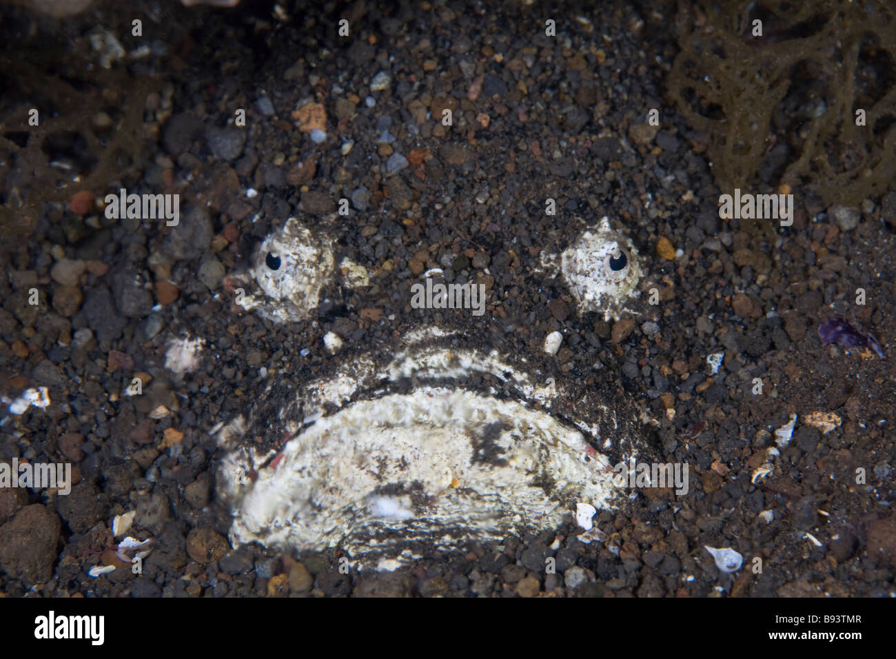 White Stonefish under black Sand Synanceia verrucosa Komodo Indonesia ...