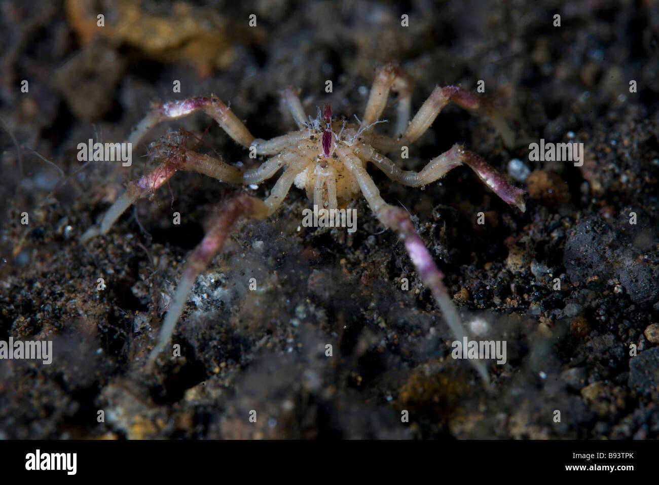 Pycnogonida hi-res stock photography and images - Alamy