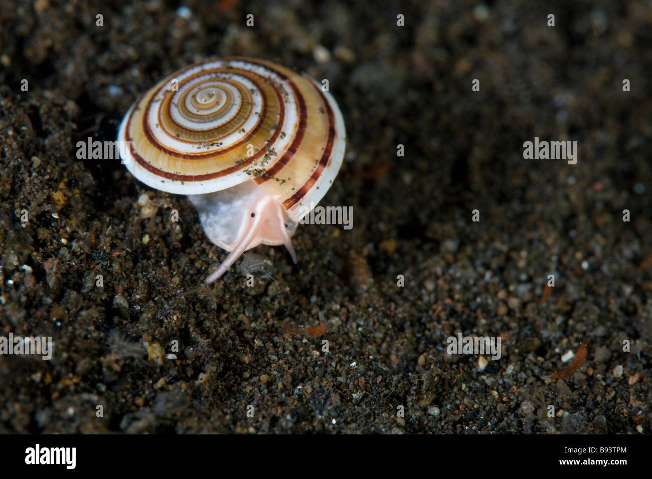 Sundial Gastropod Architectonica sp Komodo Indonesia Stock Photo - Alamy