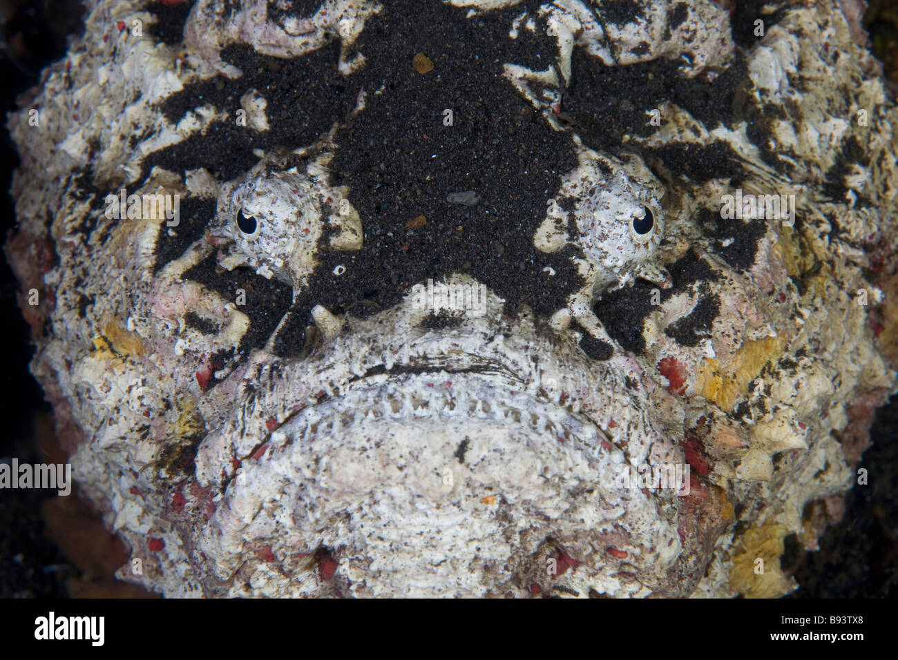 Stonefish disguise hi-res stock photography and images - Alamy