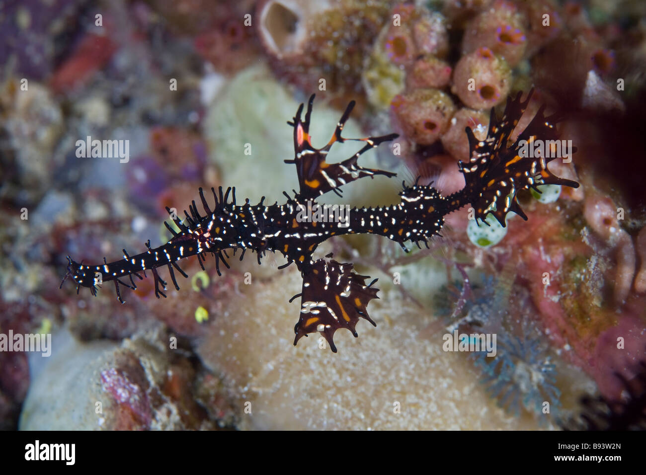 Lesser pipefish hi-res stock photography and images - Alamy