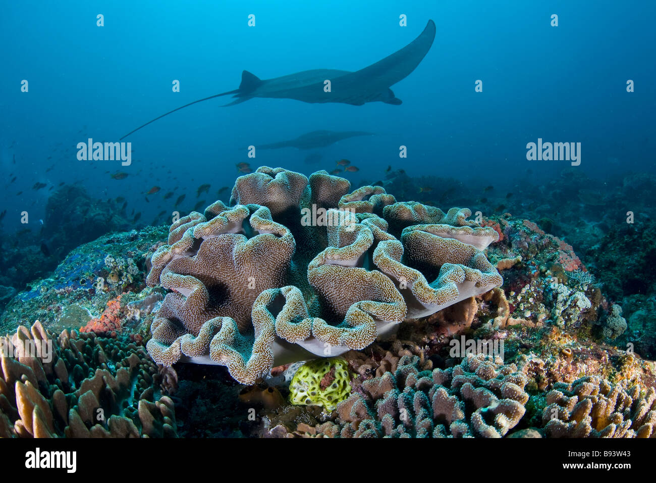 Manta Rays over Coral Reef Manta birostris Komodo Indonesia Stock Photo ...