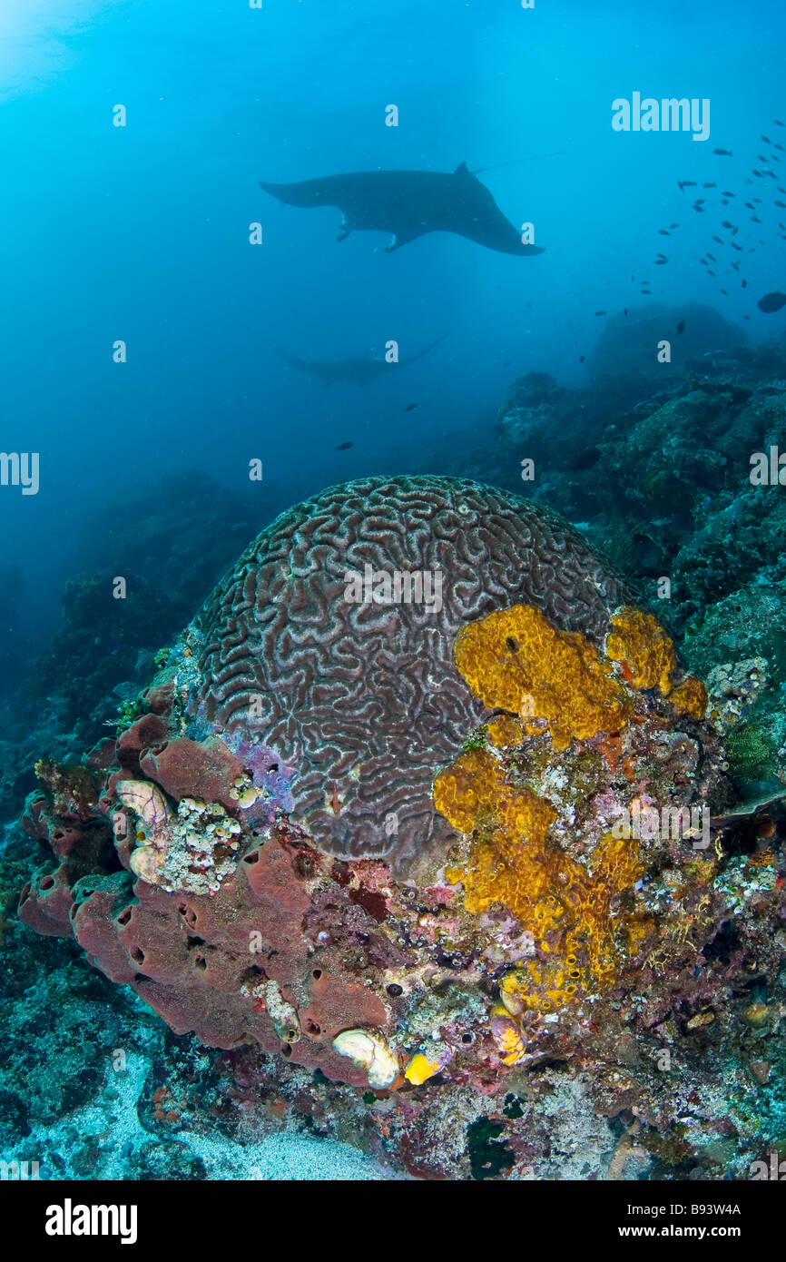 Manta Rays over Coral Reef Manta birostris Komodo Indonesia Stock Photo ...