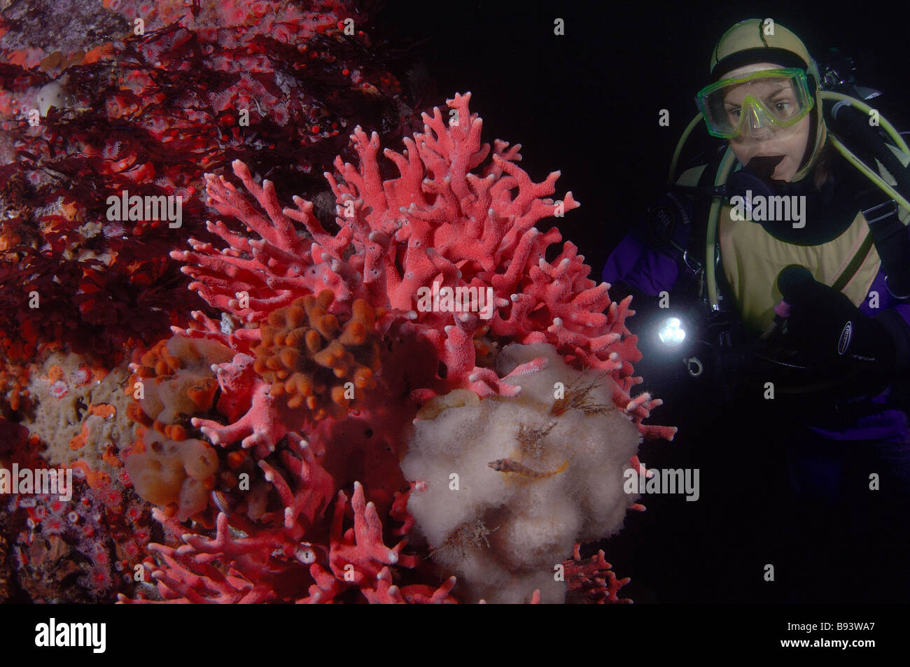 Hydrozoen hydrozoans hi-res stock photography and images - Alamy