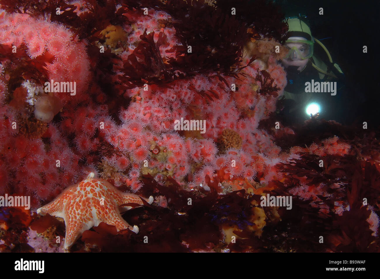 Leather sea anemone hi-res stock photography and images - Alamy