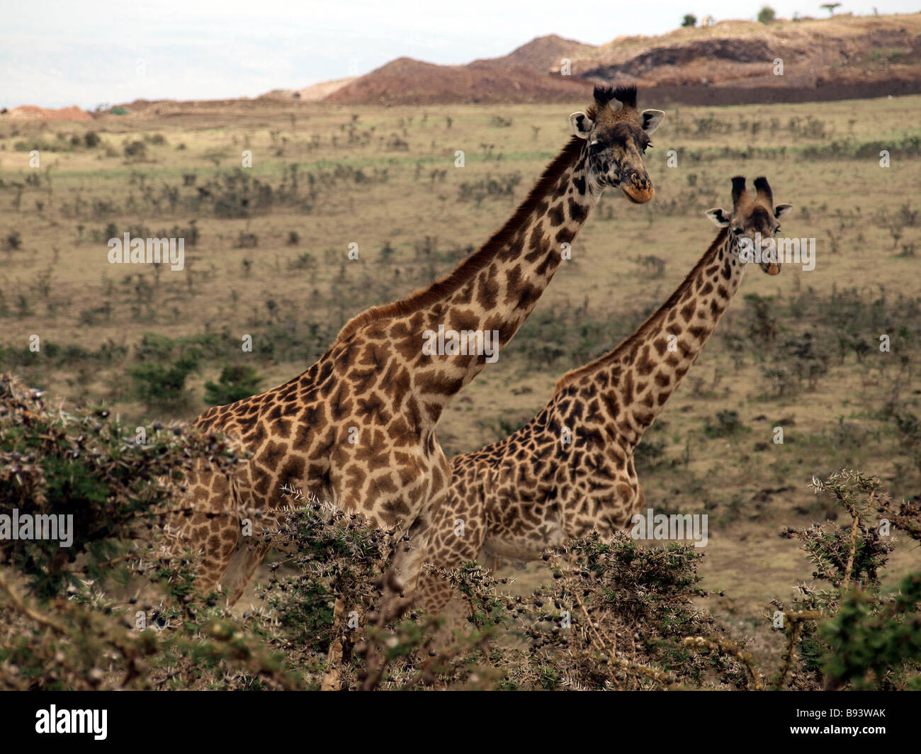 Whistling thorn tree hi-res stock photography and images - Alamy