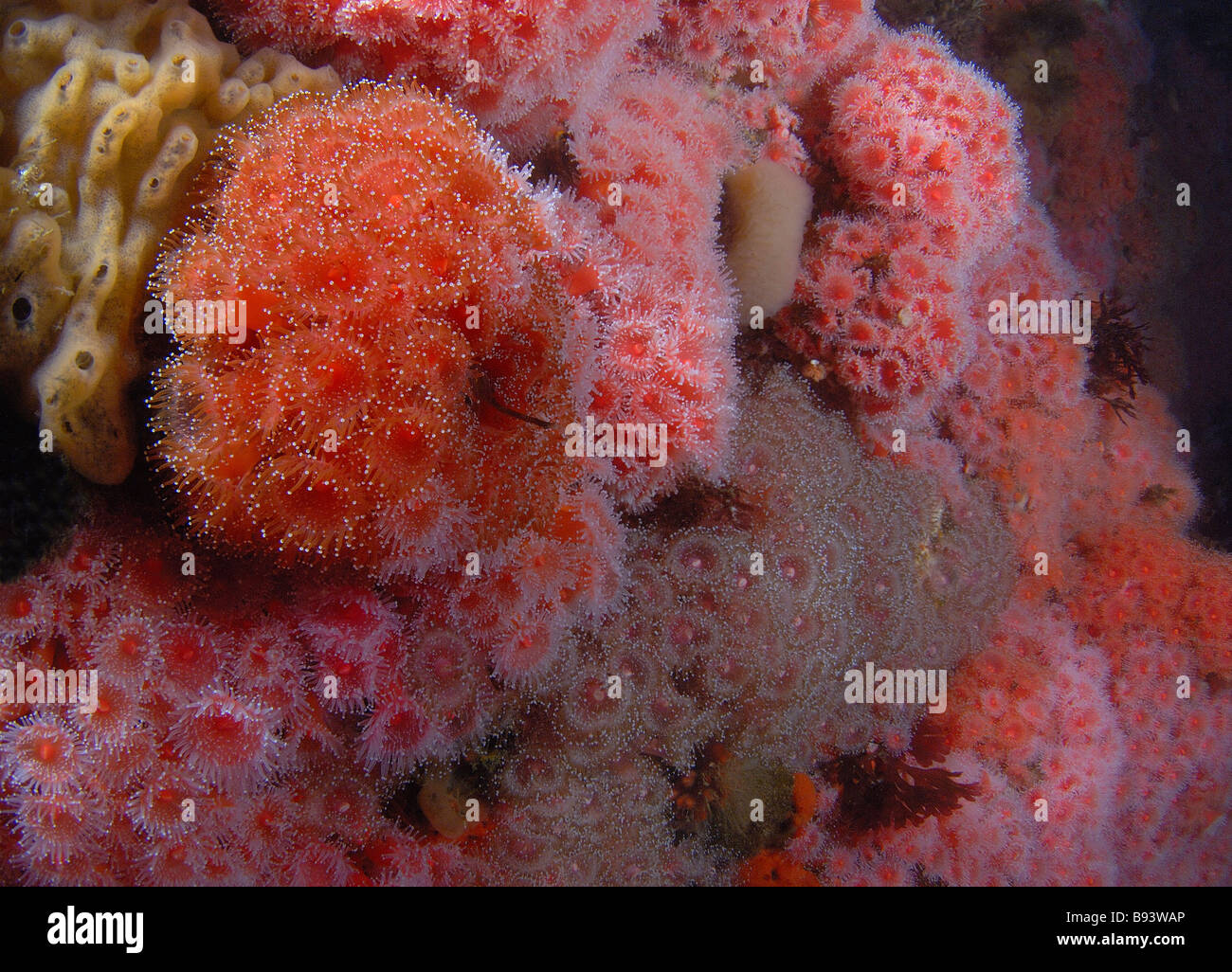 Corallimorphidae hi-res stock photography and images - Alamy