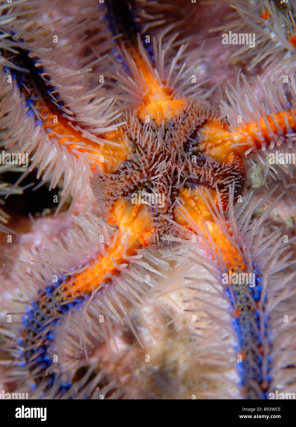 Brittle stars deep sea hi-res stock photography and images - Alamy