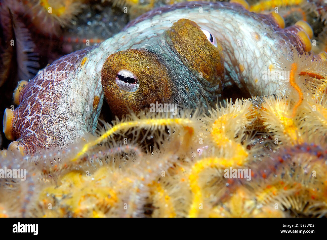 Star sucker octopus hi-res stock photography and images - Alamy
