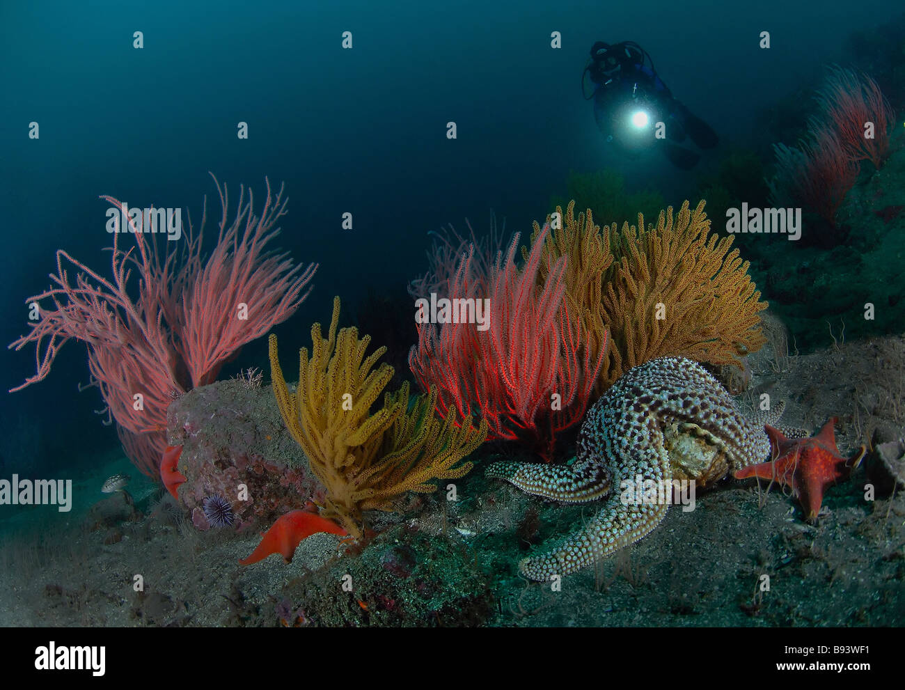 Bat sea star patiria miniata hi-res stock photography and images - Alamy