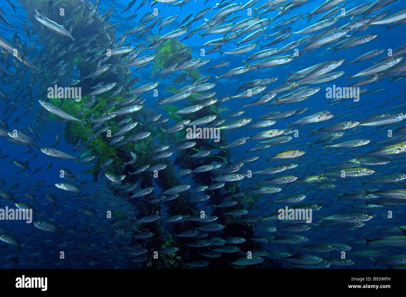 School of jack mackerel hi-res stock photography and images - Alamy