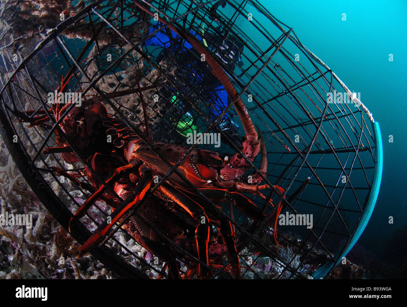 California Spiny Lobster Stock Photos & California Spiny Lobster Stock ...