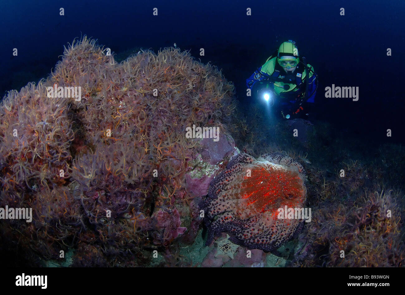 Stars over pacific ocean hi-res stock photography and images - Alamy