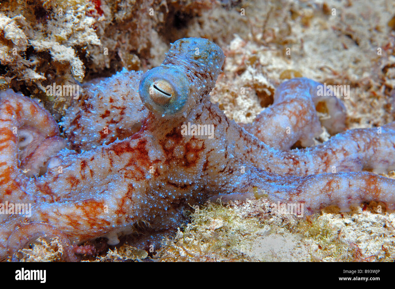 Caribbean reef octopus octopus briareus hi-res stock photography and ...