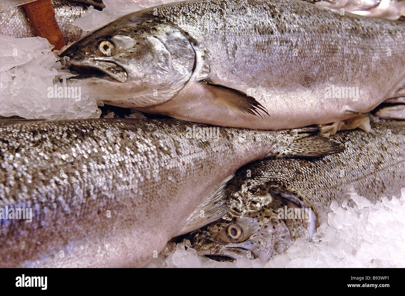 Salmo sp hi-res stock photography and images - Alamy