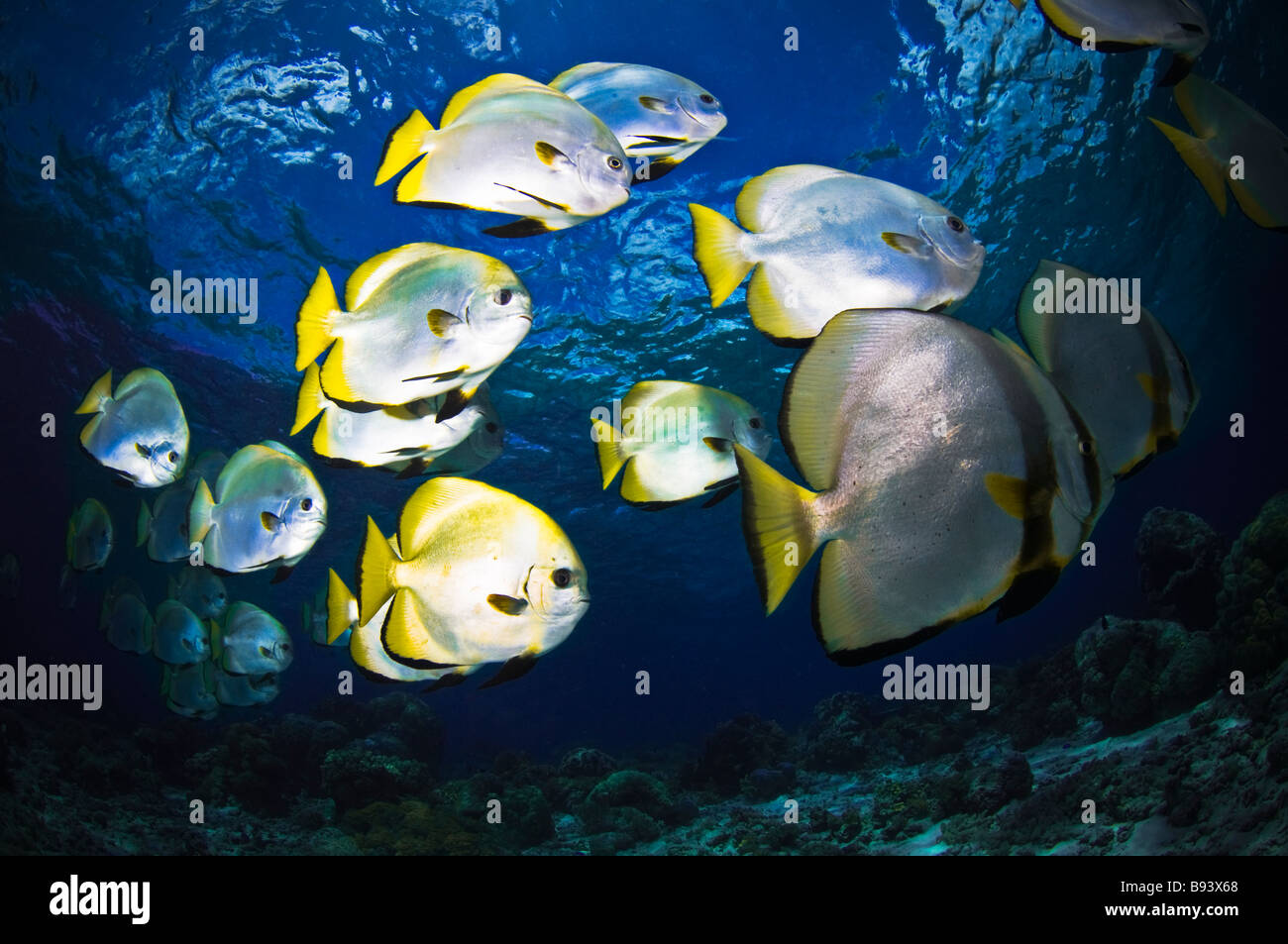 Boers Batfishes Platax boersi Sipadan Borneo Malaysia Stock Photo - Alamy