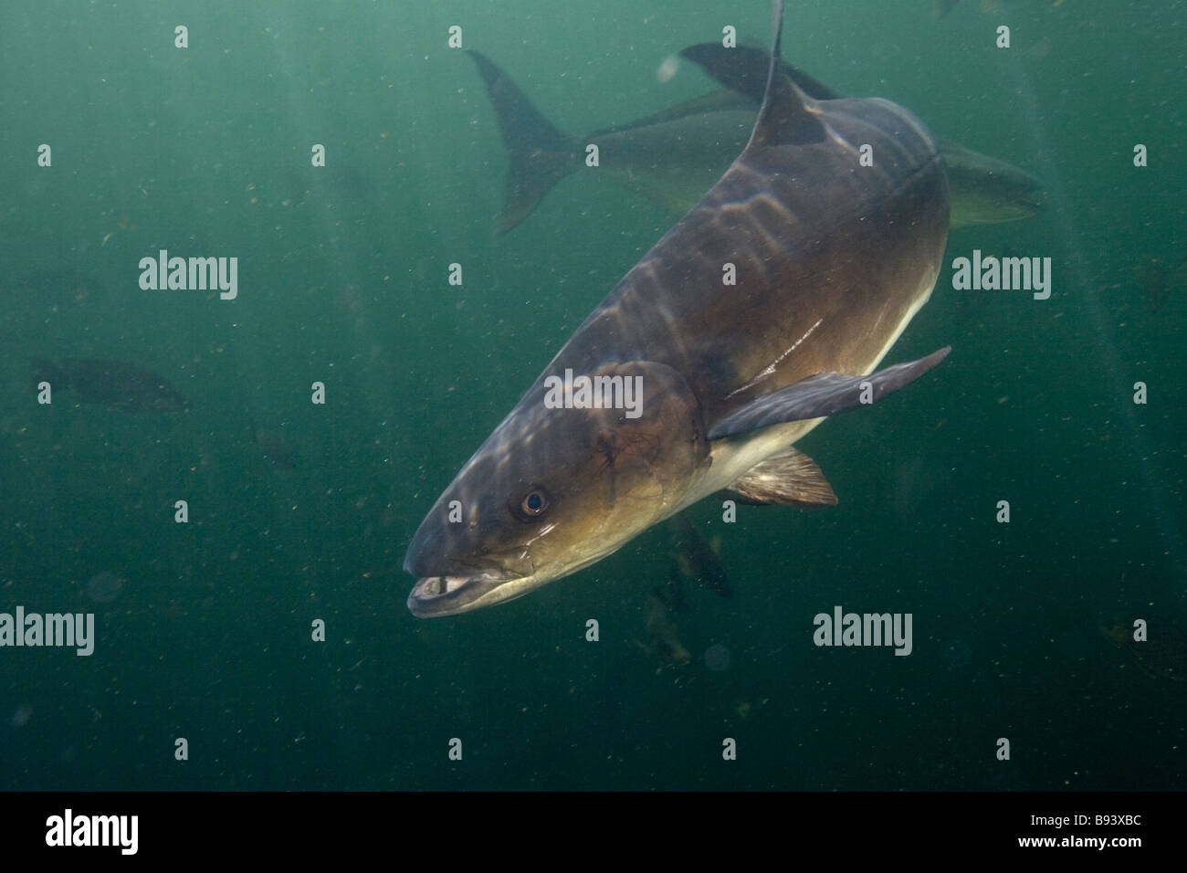 Cobia Black Kingfish Rachycentron canadum Florida USA Stock Photo - Alamy