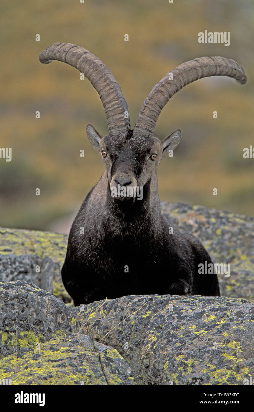 Spanish Ibex (Capra pyrenaica) Male - Spain - IUCN vulnerable Stock ...
