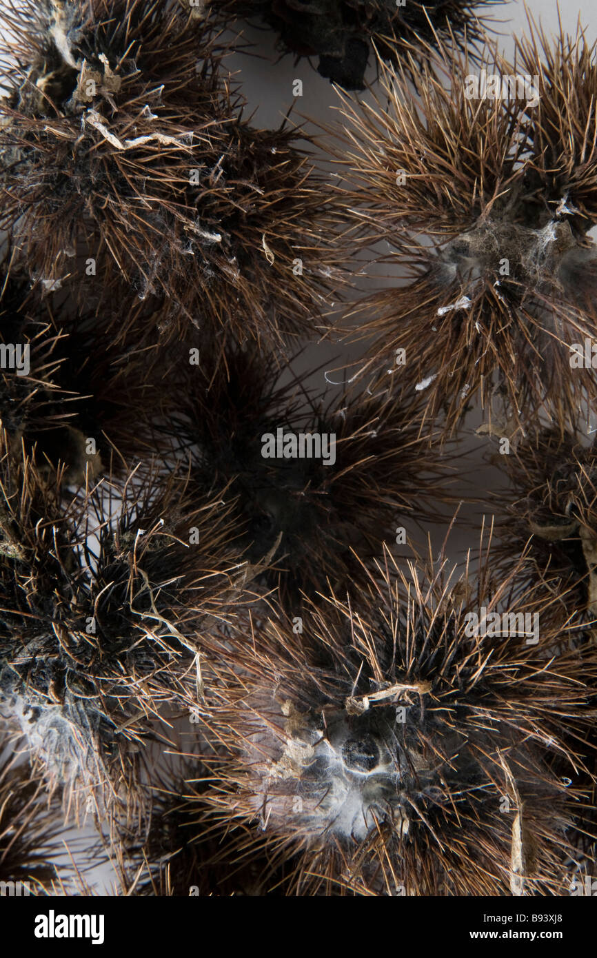 Tree seeds hi-res stock photography and images - Alamy