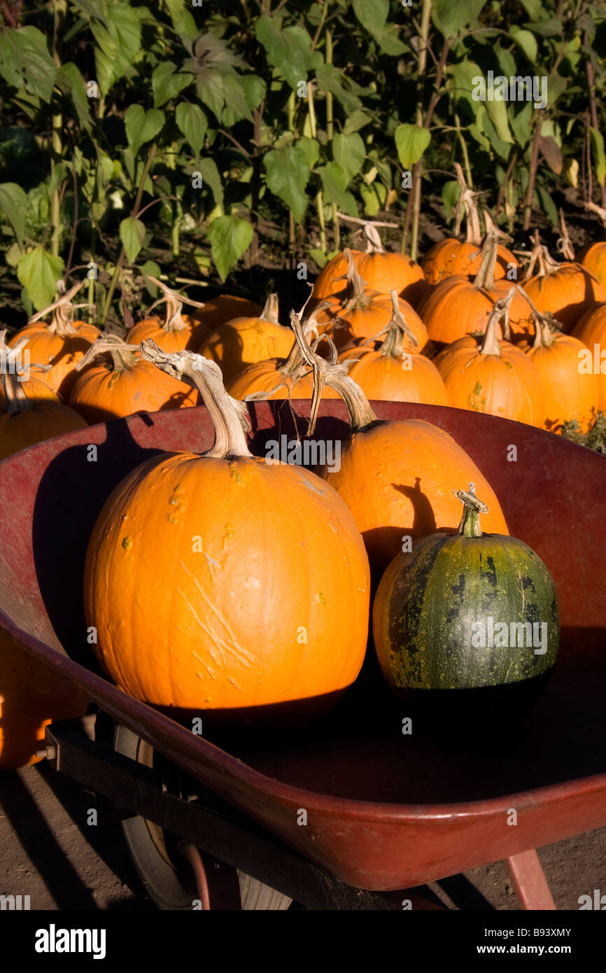 Wheelbarrow bay hi-res stock photography and images - Alamy