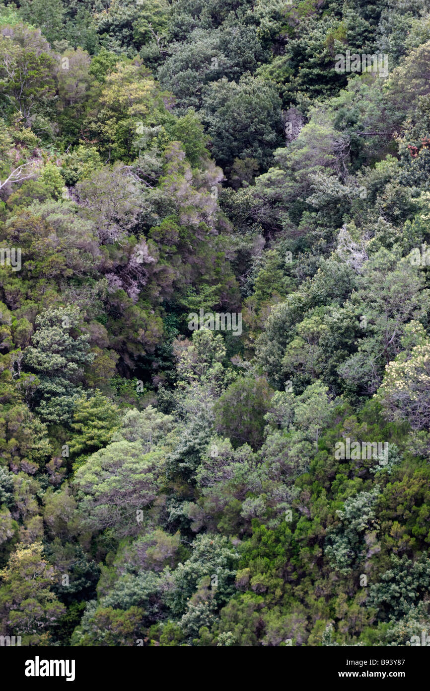 Green laural forest hi-res stock photography and images - Alamy