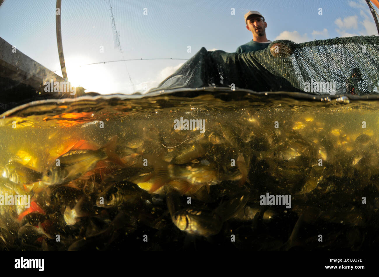 Israel Coastal Plains Kibbutz Maagan Michael harvesting Carp Cyprinidae ...