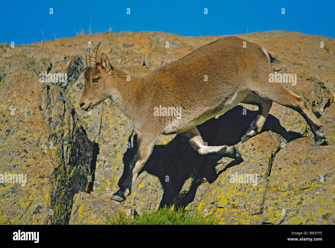 Iberian female wild goat hi-res stock photography and images - Alamy