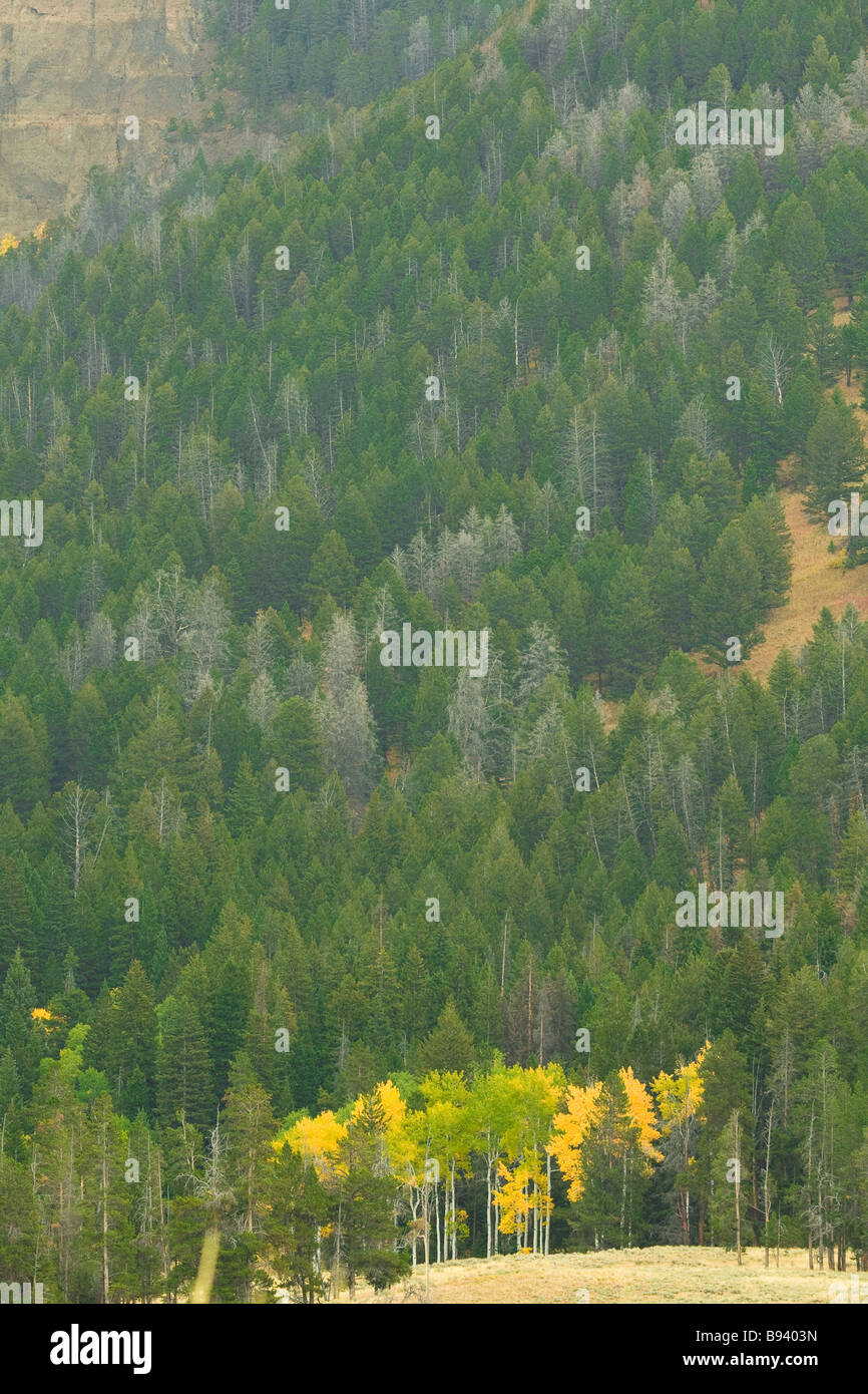 National forests fall colors hi-res stock photography and images - Alamy