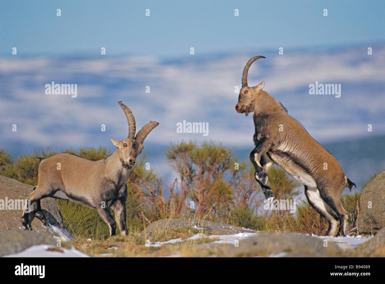 Pyrenean ibex hi-res stock photography and images - Alamy